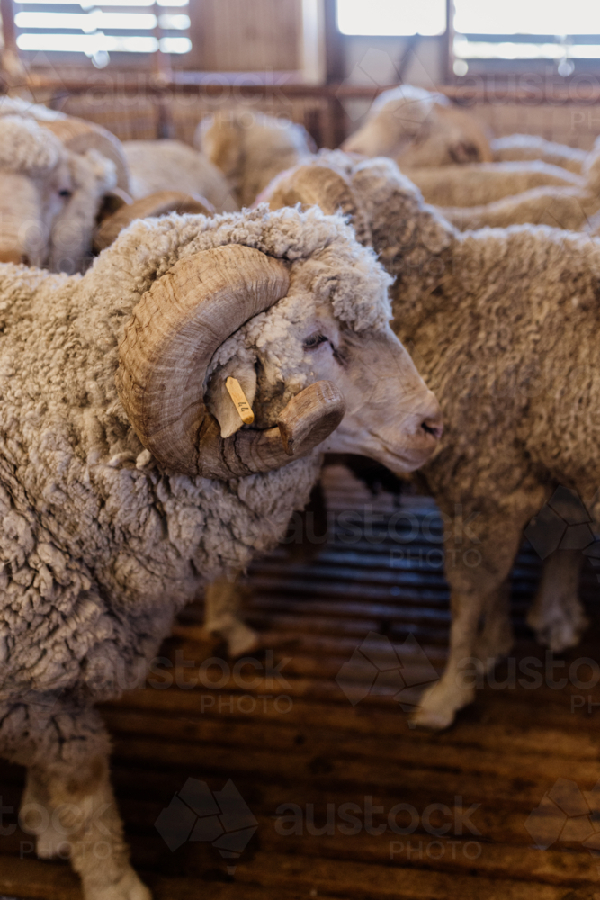 Image of Flock of horned sheep in shearing shed - Austockphoto