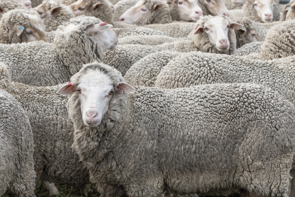 Image of Flock of Merino sheep standing closely together in a pen ...
