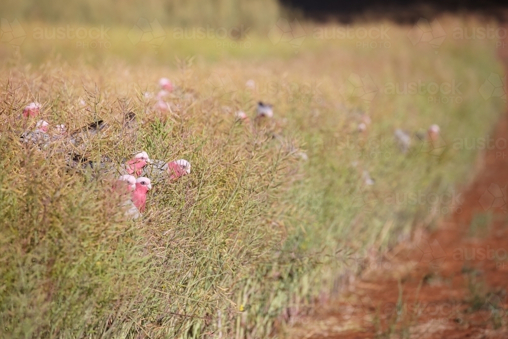 Image of Flock of native birds (galahs) eating in a canola crop ...