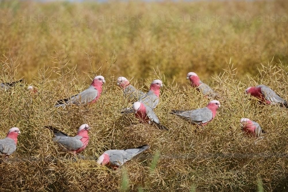 Image of Flock of native birds (galahs) eating in a windrowed canola ...