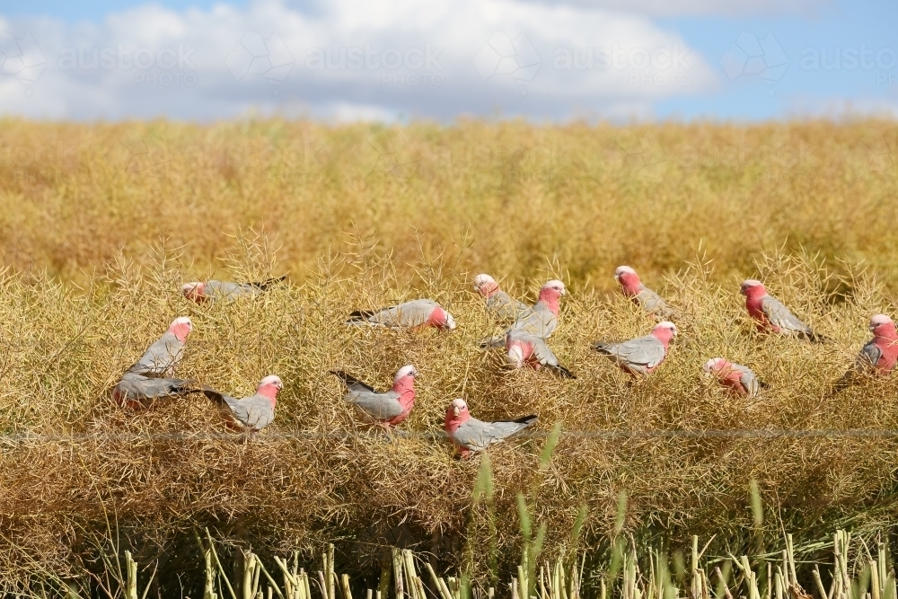 Image of Flock of native birds (galahs) eating in a windrowed canola ...