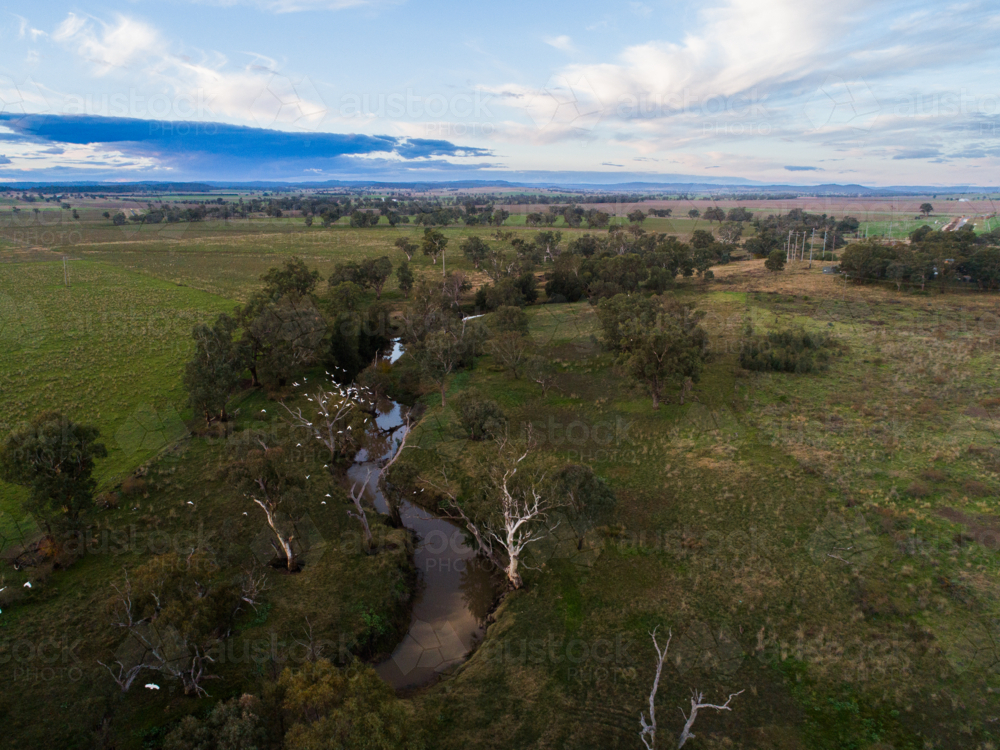 Image of flock of native cockatoo birds and gum trees alongside river ...