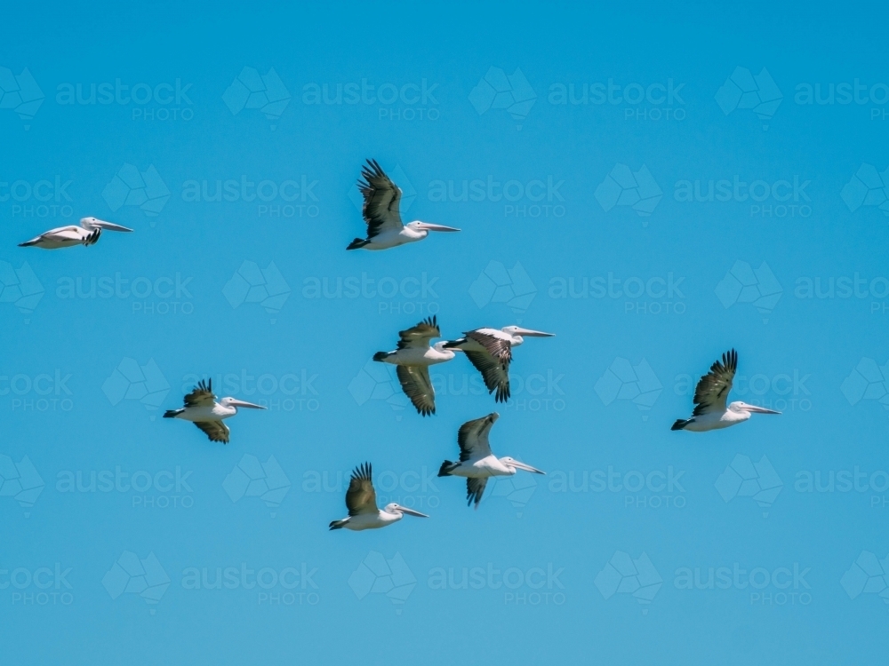 Image of Flock of pelicans flying in blue sky - Austockphoto