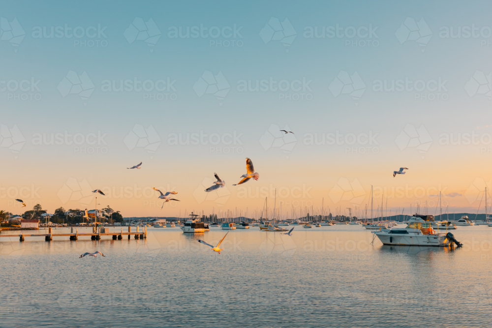 Image of Flock of seagulls flying at Lake Maquarie with boats anchored ...