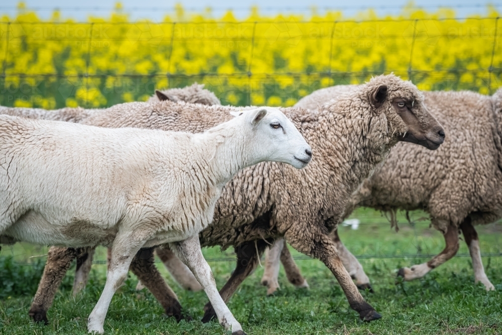 Image of Flock of sheep walking through field together - Austockphoto