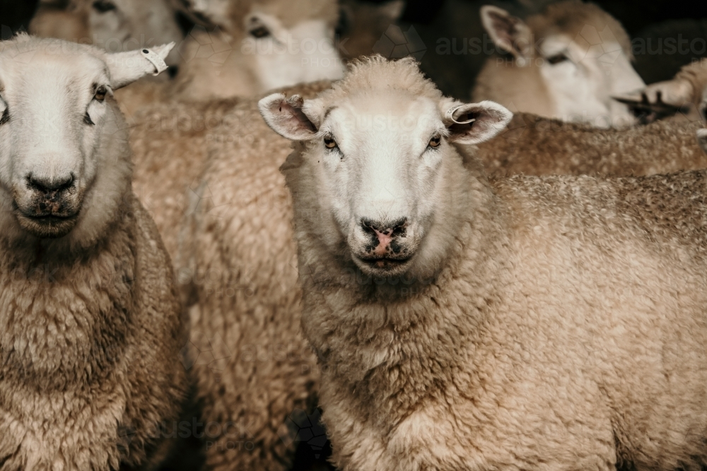 Image of Flock of sheep with ear tags stands closely with each other ...