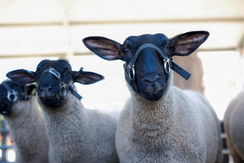 Image of Flock of Suffolk sheep wearing black halters - Austockphoto