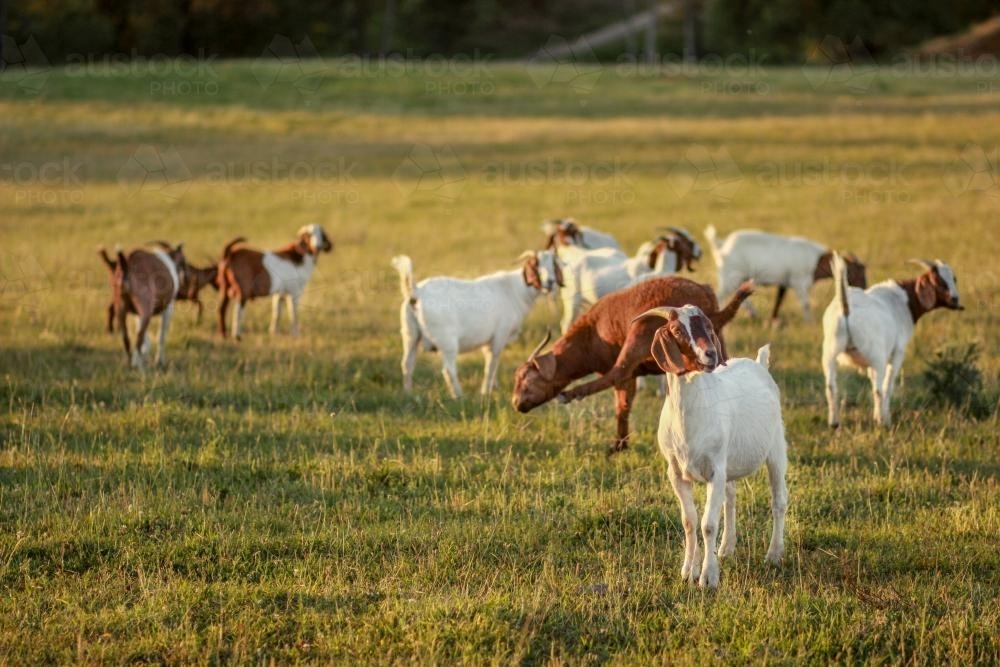 Image of Flock of white and brown goats in a paddock in the afternoon ...