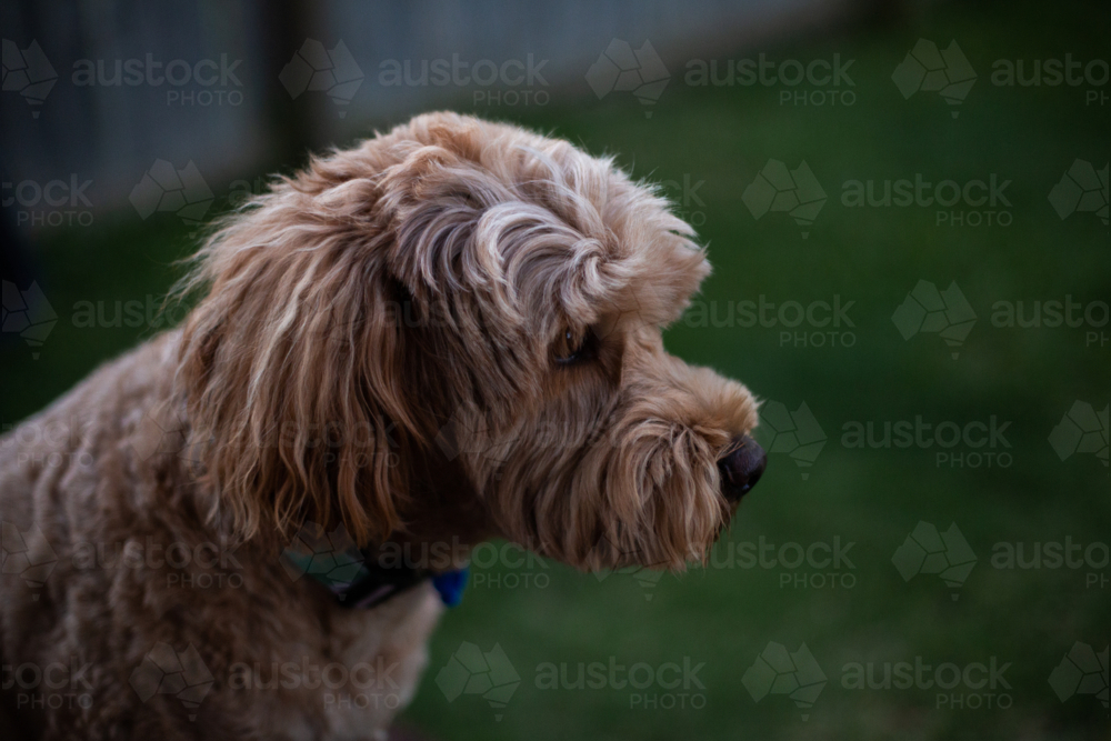 Image of floppy eared dog in a suburban back yard - Austockphoto