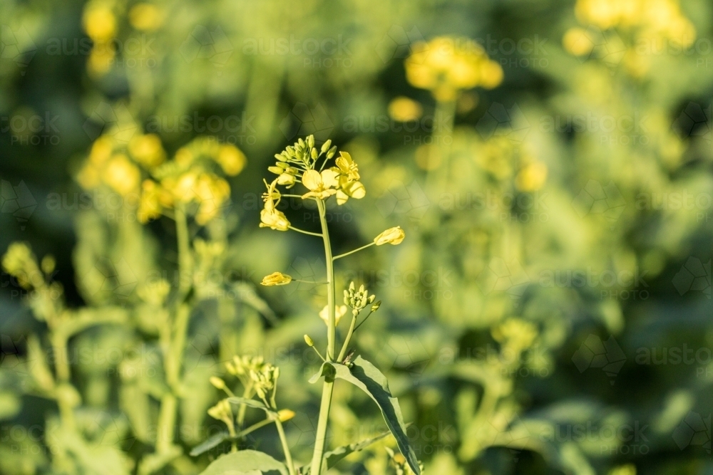 Image of Flowering canola plants in crop - Austockphoto