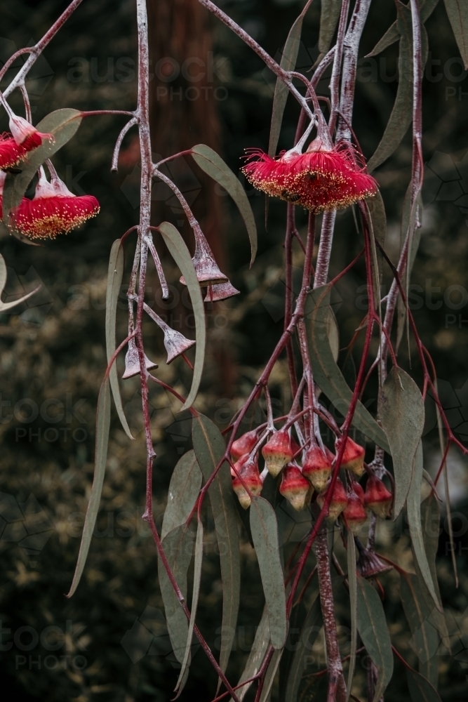 Image of Flowering gum. - Austockphoto