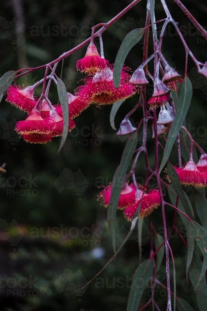 Image of Flowering gum blooms. - Austockphoto