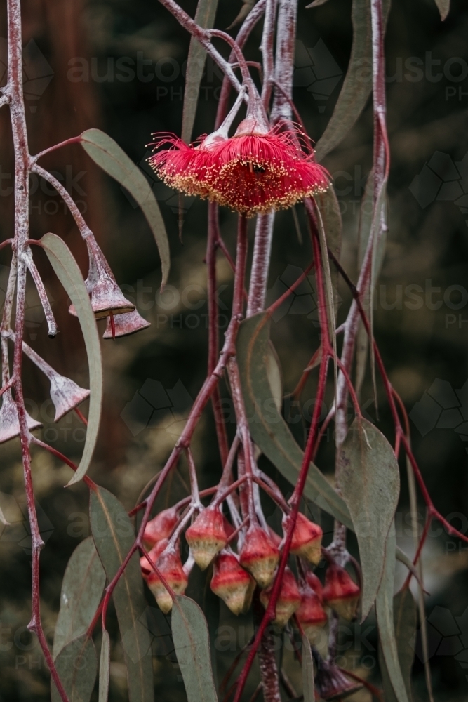 Image of Flowering gum close up. - Austockphoto