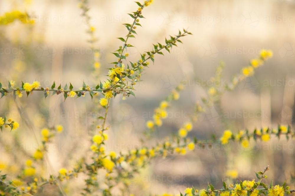 Image of Flowering scrubland native wattle bush in the morning ...
