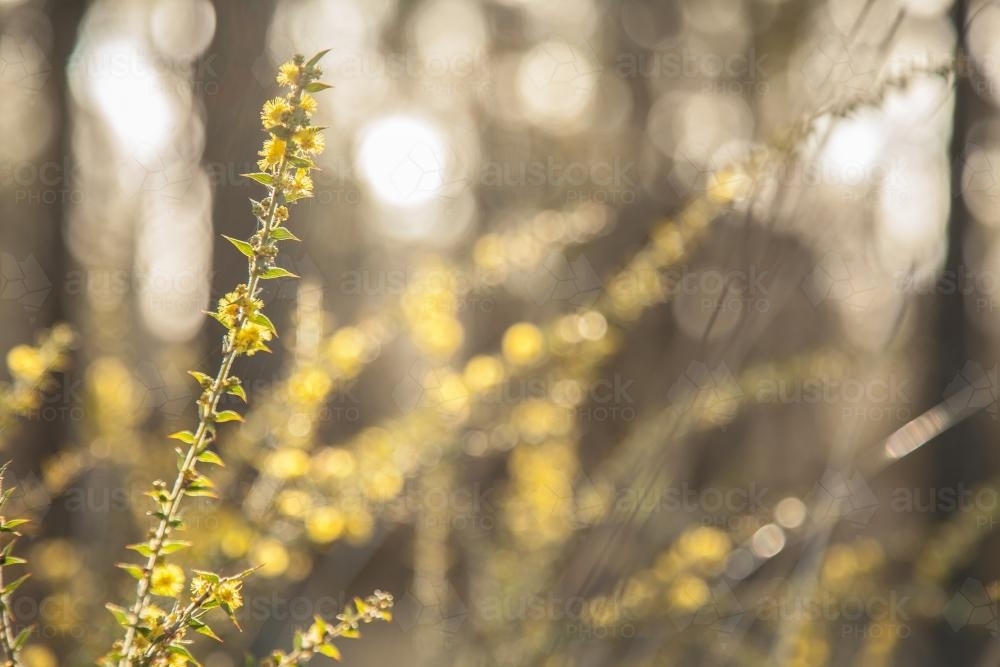 Image of Flowering scrubland native wattle bush in the morning ...