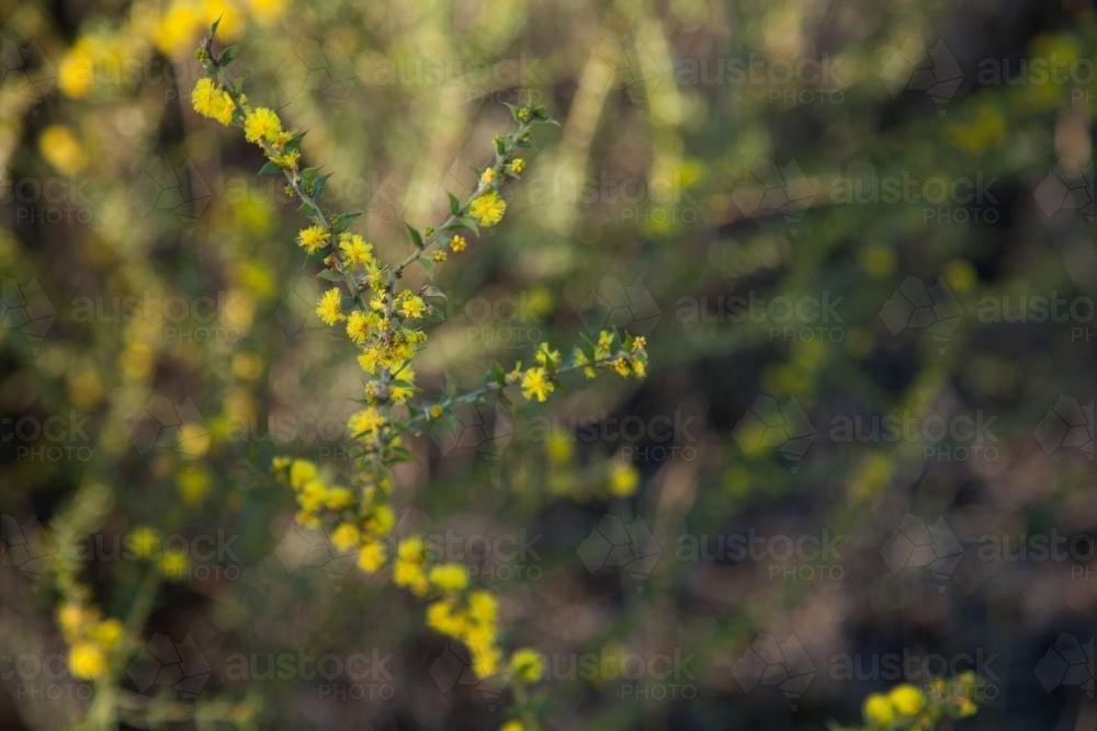 Image of Flowering scrubland native wattle bush in the morning ...