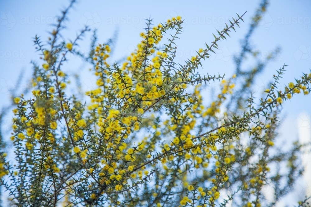 Image of Flowering scrubland native wattle bush yellow against blue sky ...
