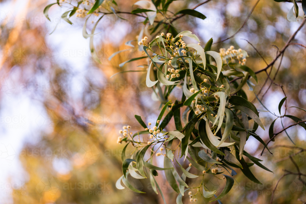 Image of flowering wattle (acacia) tree with brown bokeh copy space ...