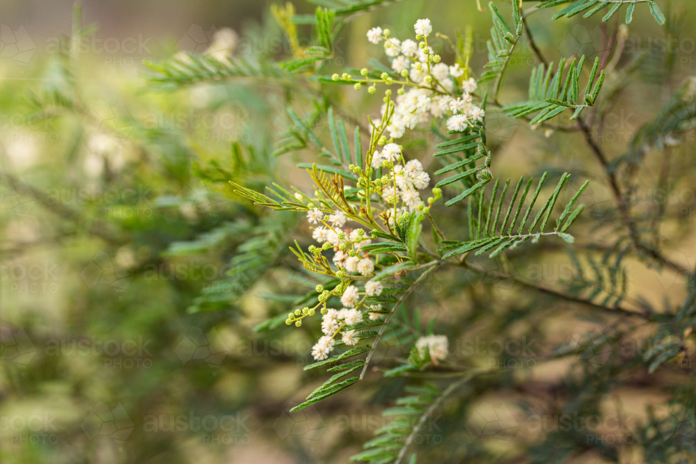 Image of Flowering wattle tree in natural bushland - Austockphoto