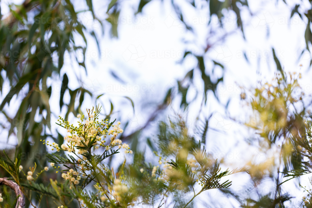 Image of Flowering wattle tree in natural bushland with copy space in ...