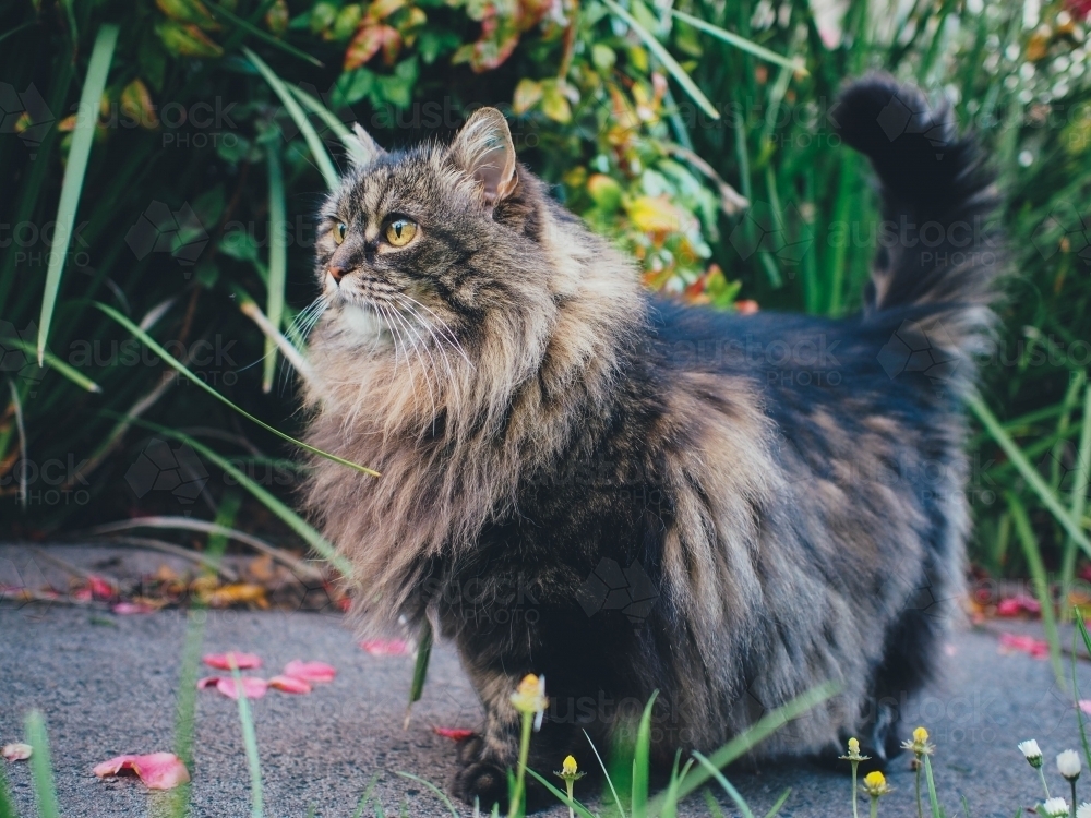 Image of Fluffy Cat in the garden - Austockphoto
