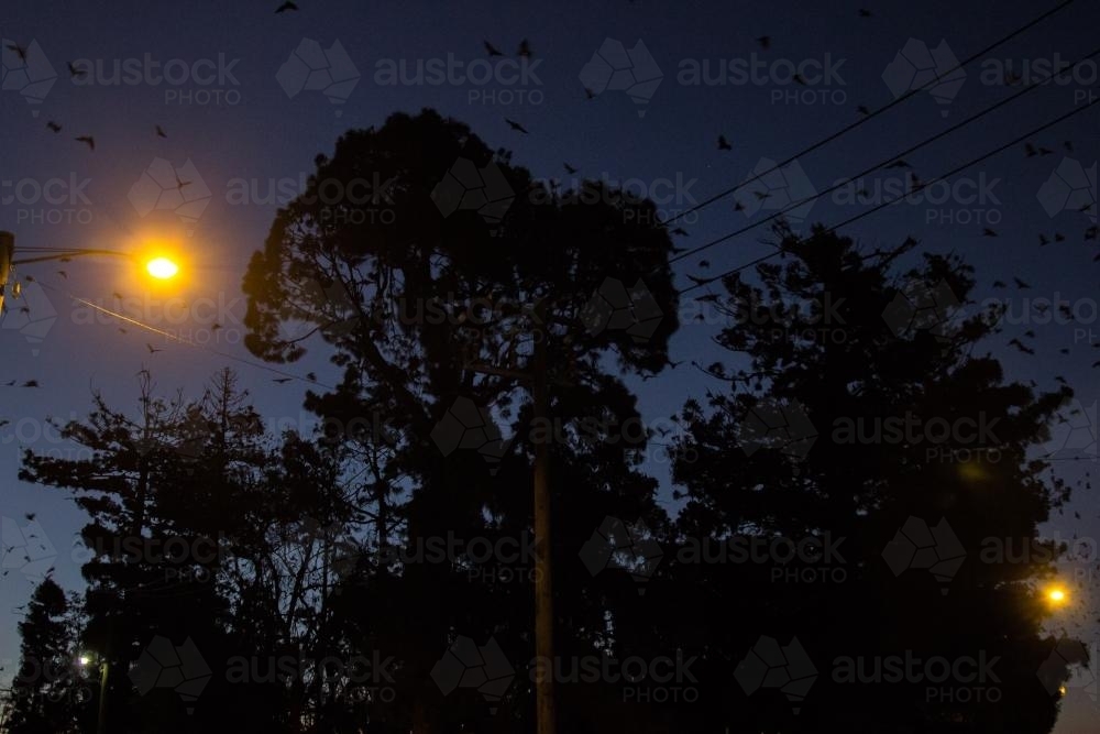 Image of Flying foxes leaving the trees of 'Bat Park' at night ...