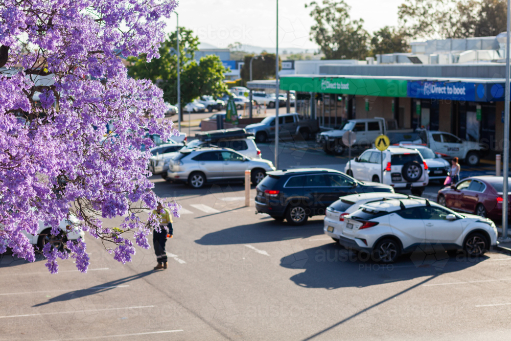 Image of Focus on jacaranda tree in shopping centre carpark with direct ...