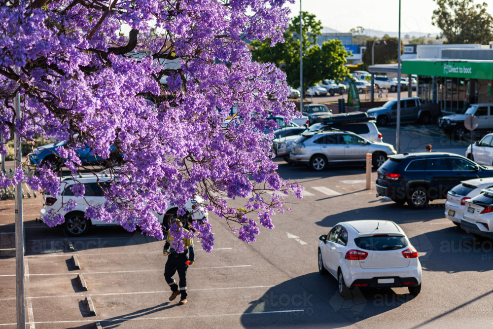 Image of Focus on jacaranda tree in shopping centre carpark with direct ...