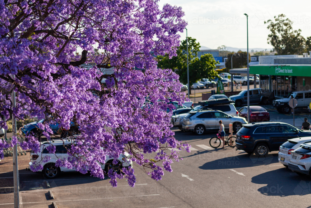 Image of Focus on jacaranda tree in shopping centre carpark with direct ...