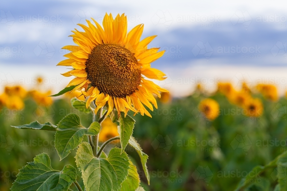 Image of Focus on single Sunflower in Helianthus crop paddock at dusk ...