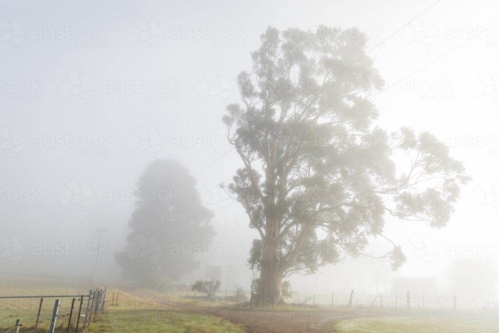 Image of Foggy rural scene with trees and fences - Austockphoto