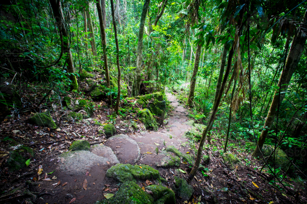 Image of Footpath in dense rainforest in Mossman Gorge, Queensland ...
