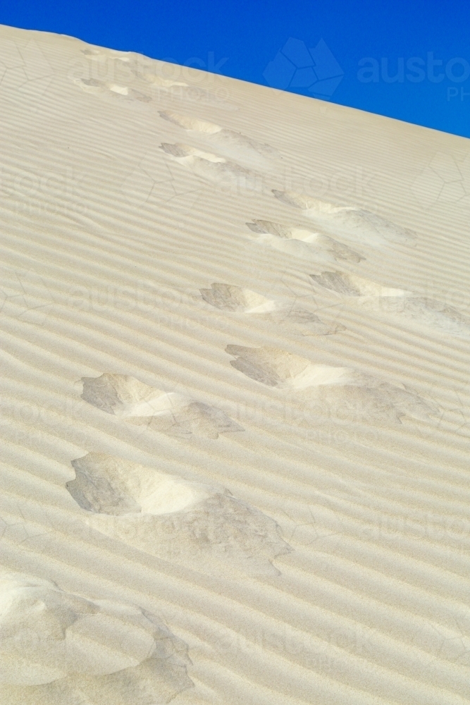 Image of Footprints and ripples along a sand dune - Austockphoto