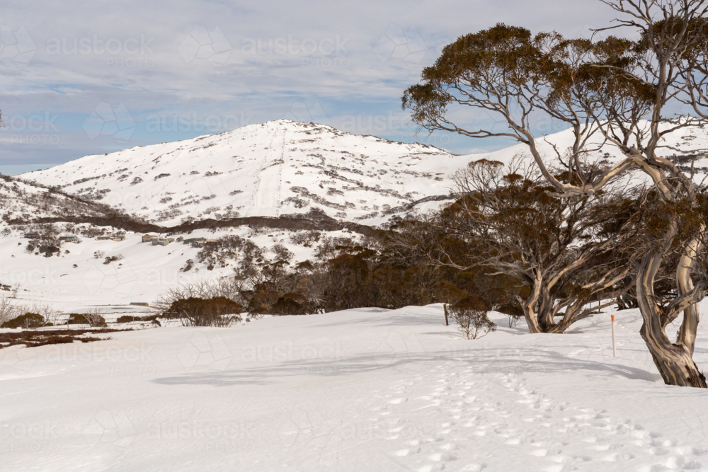 Image of Footsteps in alpine landscape with snow gums, native shrubs at ...
