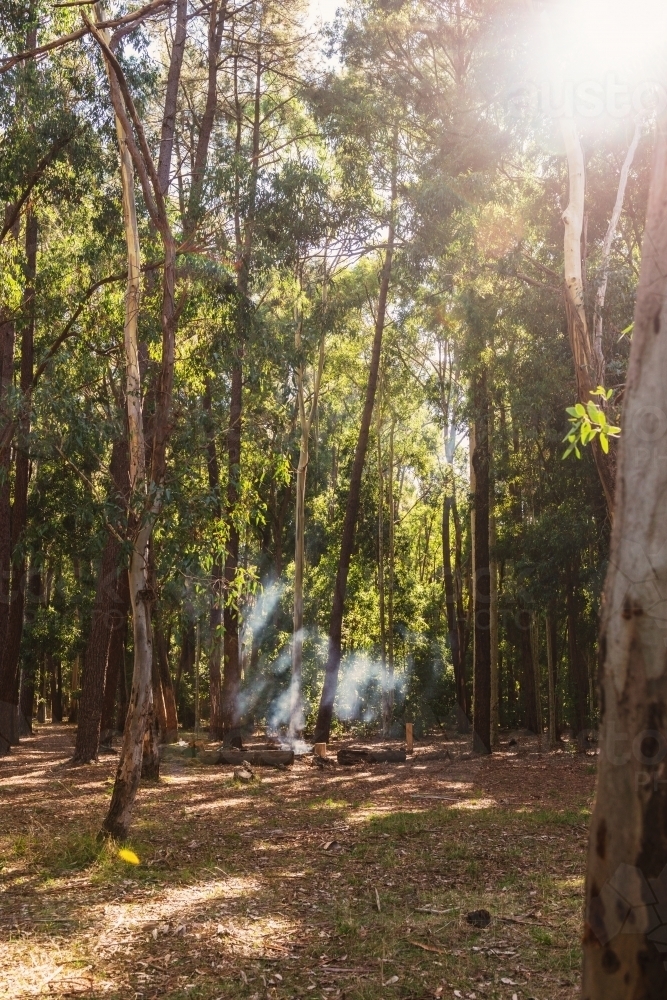 Image of forest campfire with natural sun flare - Austockphoto
