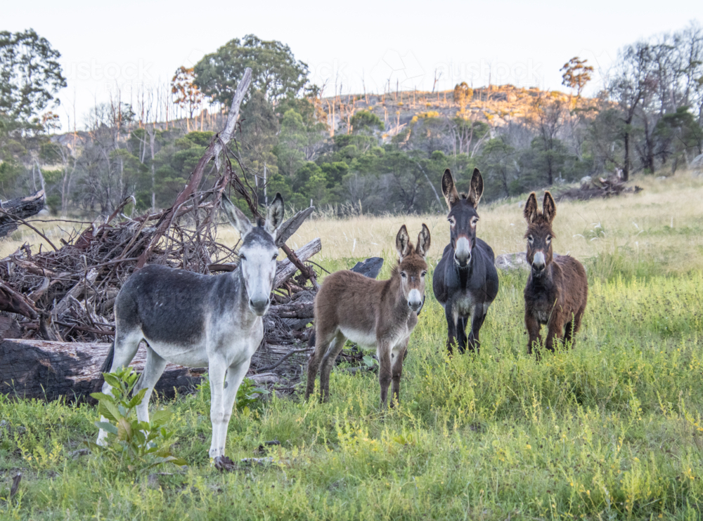 Image of Four donkeys and a country scene - Austockphoto