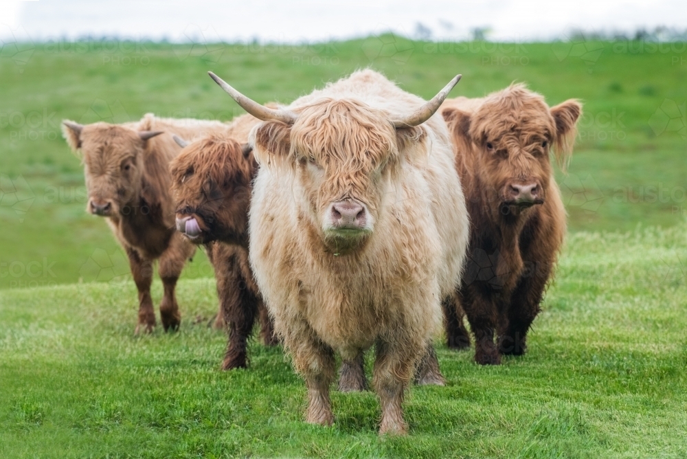 Image of Four highland cows standing in big pasture looking at camera ...