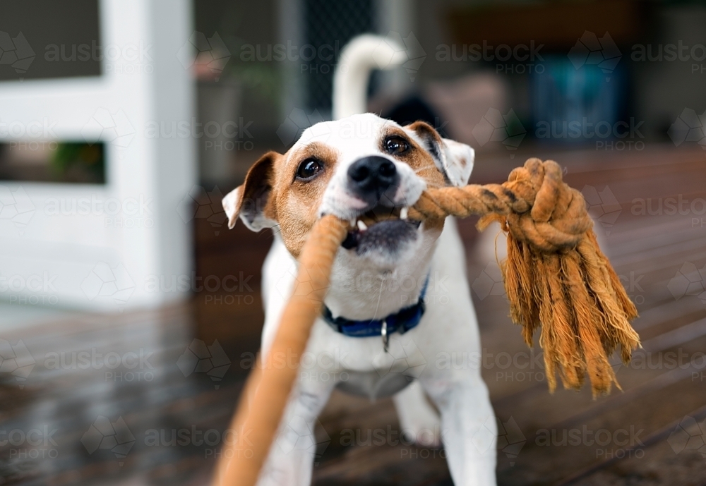 Image of Fox terrier dog playing "pull the rope". - Austockphoto