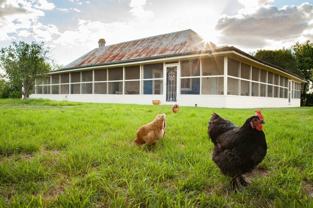 Image of Free range chooks in front of country homestead on a farm ...
