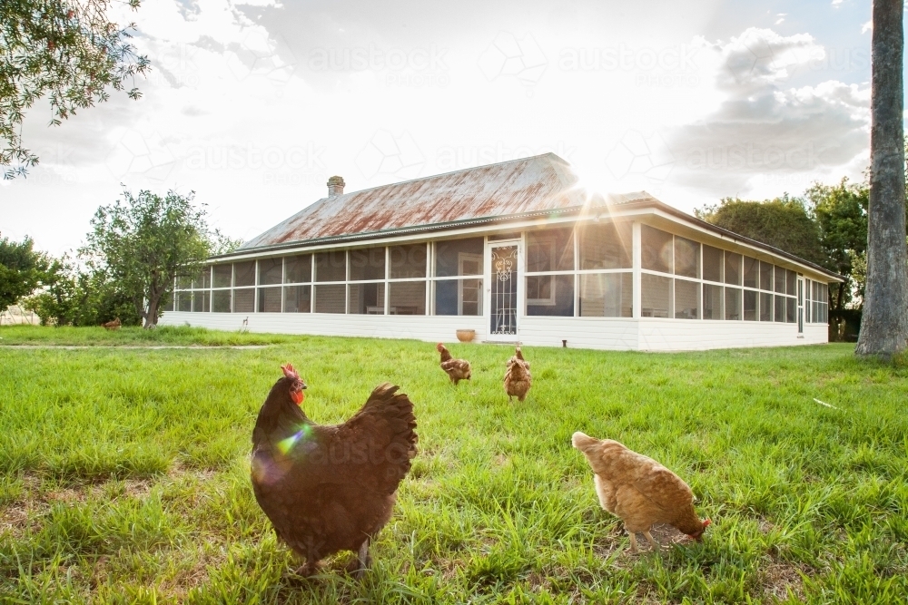 Image of Free range chooks in front of country homestead on a farm ...
