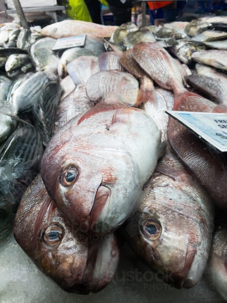 Image of Fresh Australian fish on sale at fish market - Austockphoto