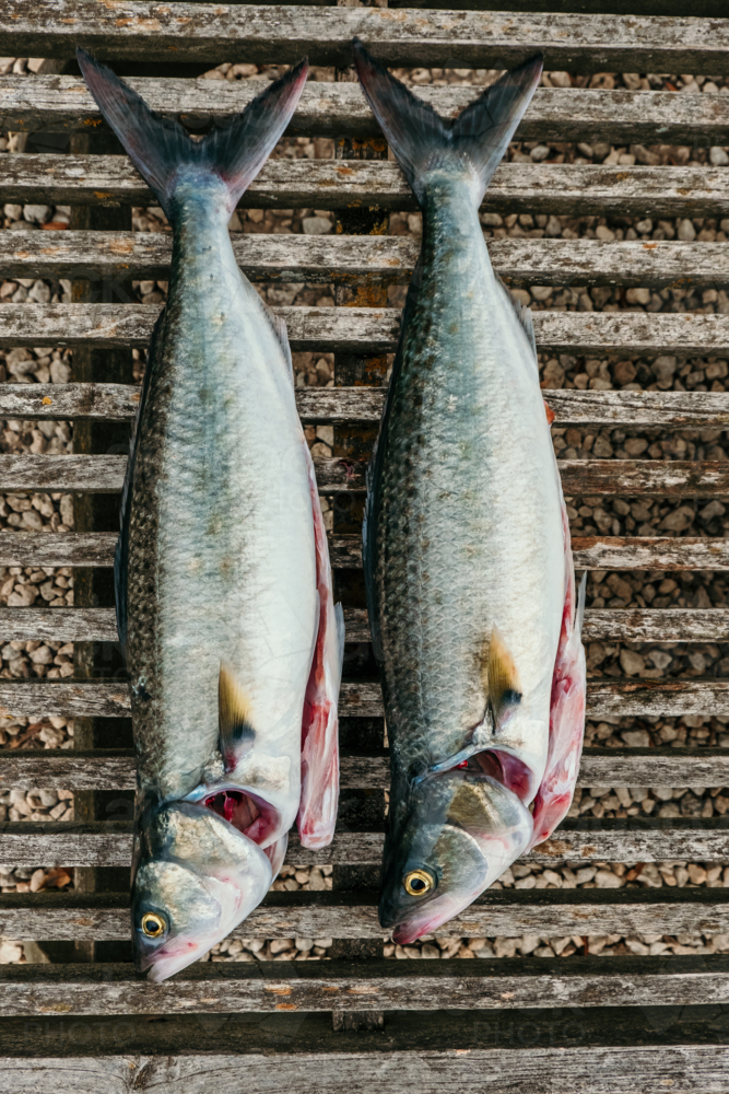Image of Fresh caught Australian salmon - Austockphoto