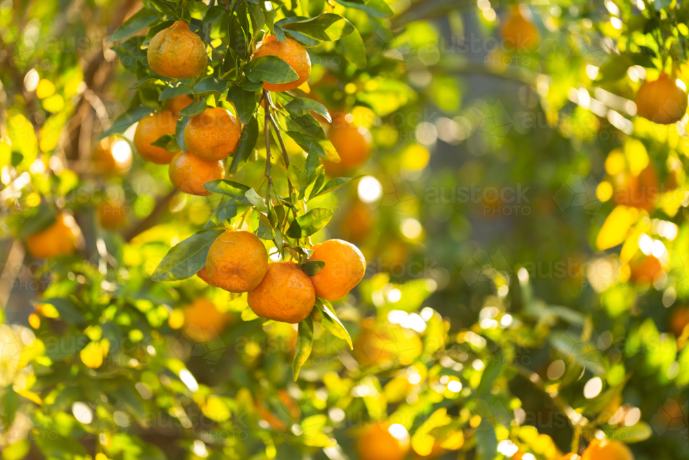 Image of fresh mandarins growing in citrus tree in farm fruit orchard ...