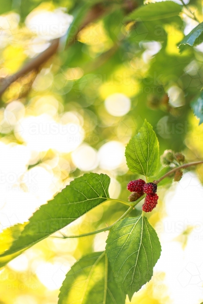 Image of Fresh mulberry berries ripe and ready for picking on large ...