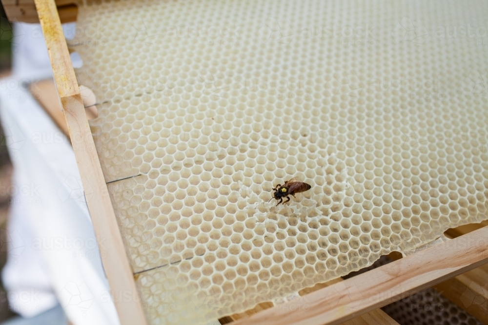Image of Freshly marked queen bee on empty wax honeycomb - Austockphoto
