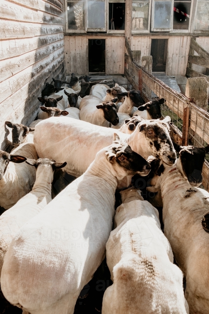 Image of Freshly shorn sheep in the let out yard. - Austockphoto