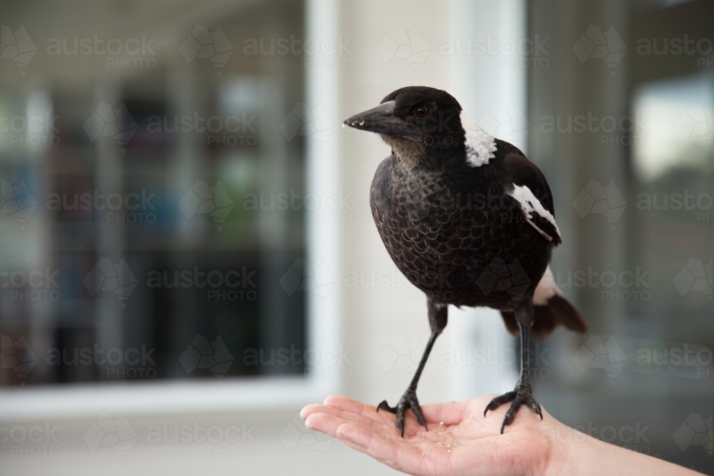 Image of Friendly wild magpie resting on mans hand for food - Austockphoto