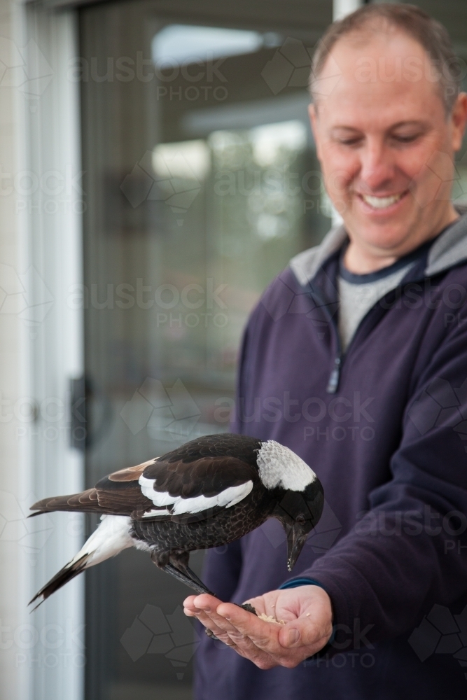Image of Friendly wild magpie resting on mans hand for food - Austockphoto
