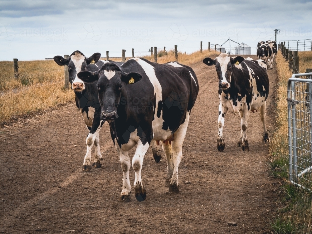 Image of Friesian cows walking from the dairy to the paddock - Austockphoto