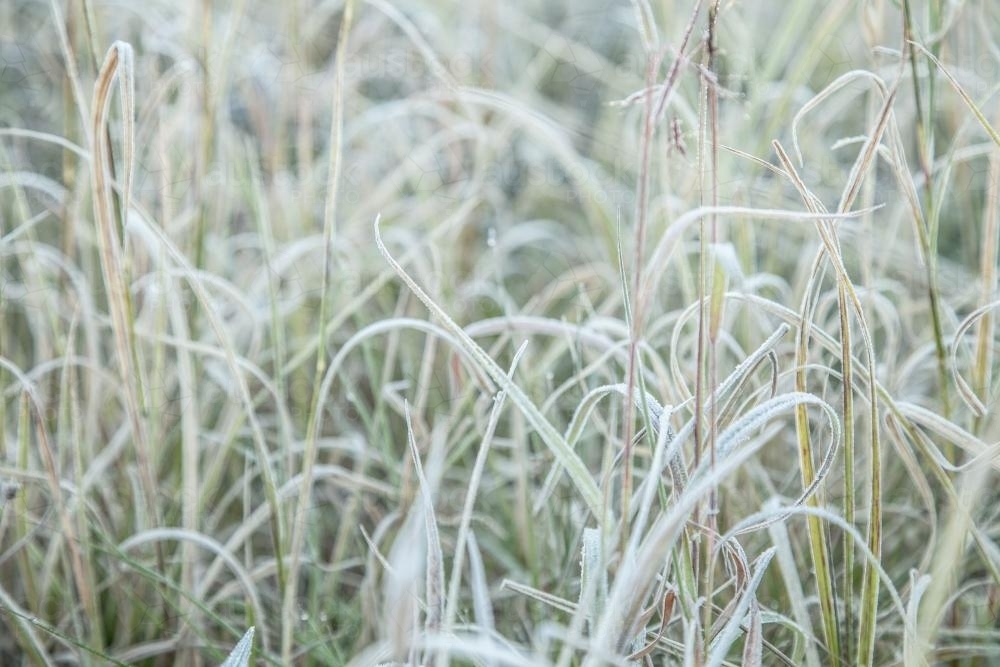 Image of Frost covered grass - Austockphoto